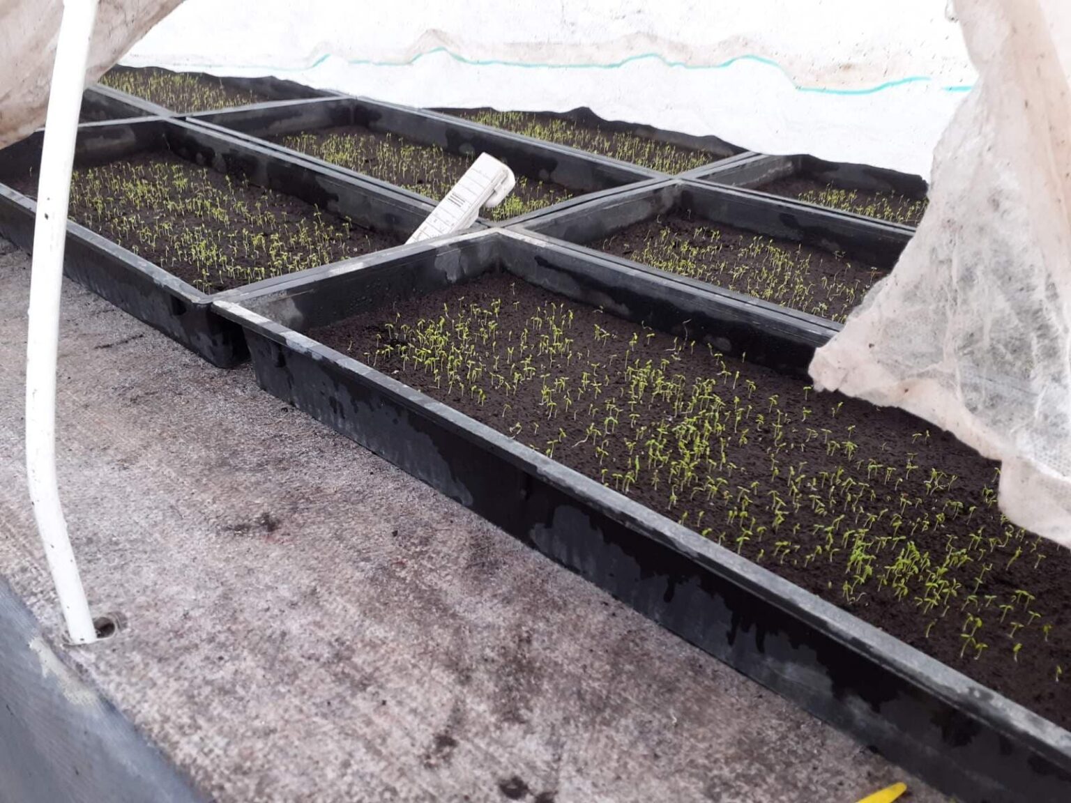 Kako se proizvodi kvalitetan rasad? - RTV Santos