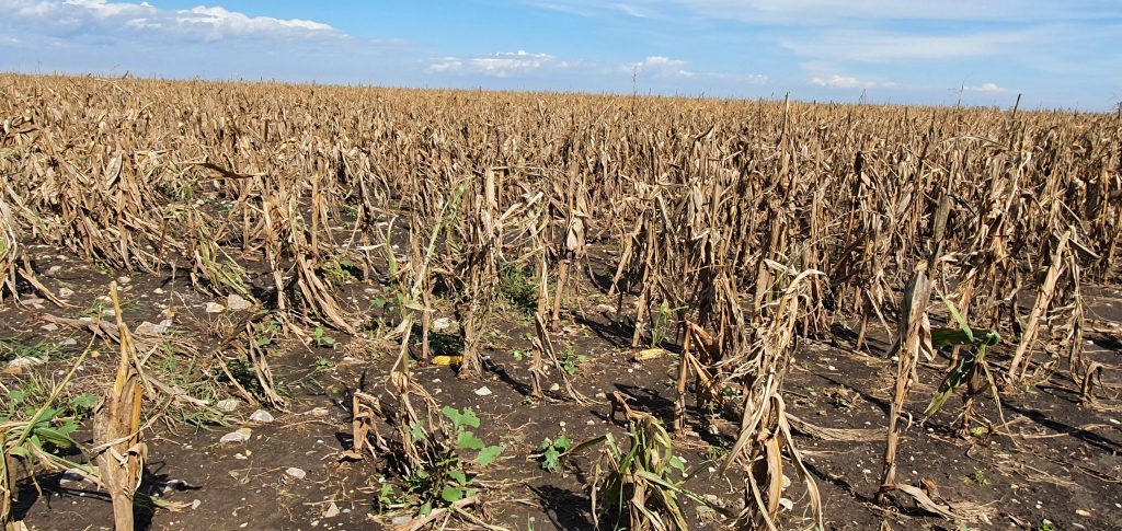 Nevreme oštetilo kukuruz i uljanu repicu na delu Srednjobanatskog ...